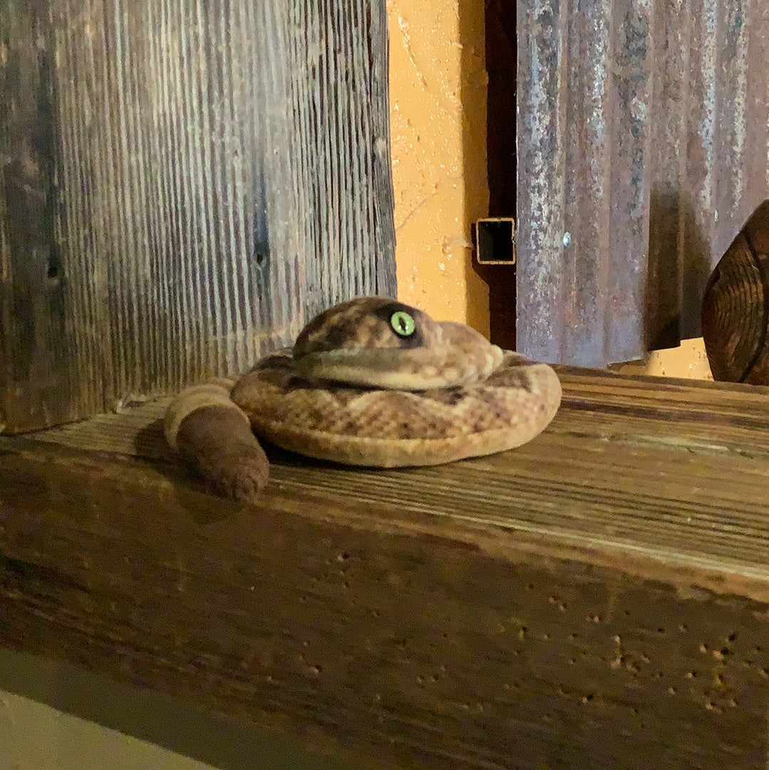 Mini Rattlesnake – Cabot's Museum Trading Post